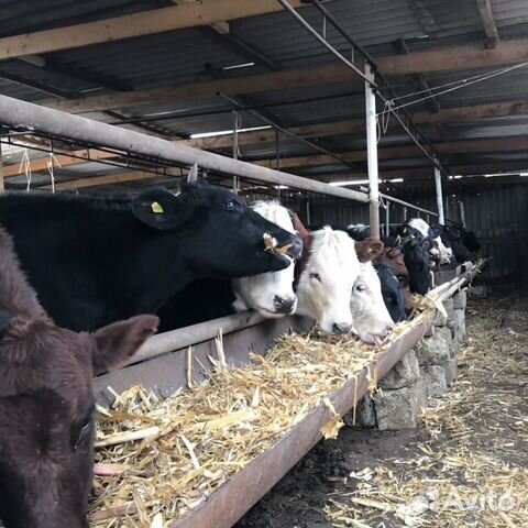 Бараны, ярочки, телки