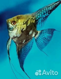 Скалярия зеленая - взрослый самец