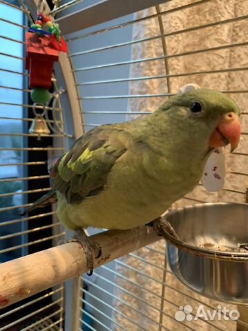 Попугай роскошный горный. 4 месяца.птенец выкормыш