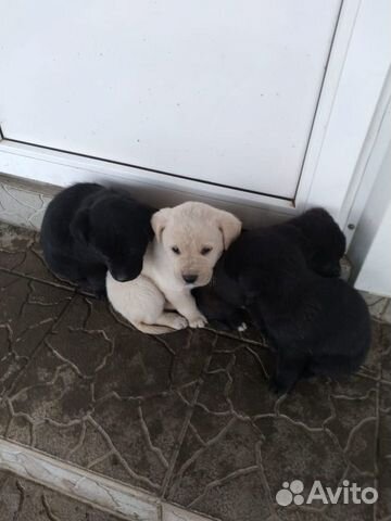 Лабрадорчики