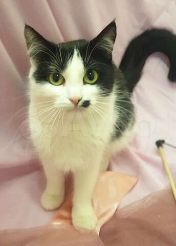 Принцесса с мушкой