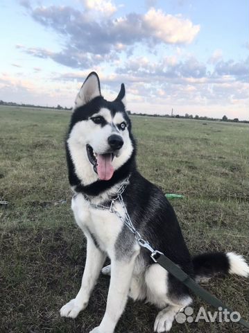 Сибирский хаски