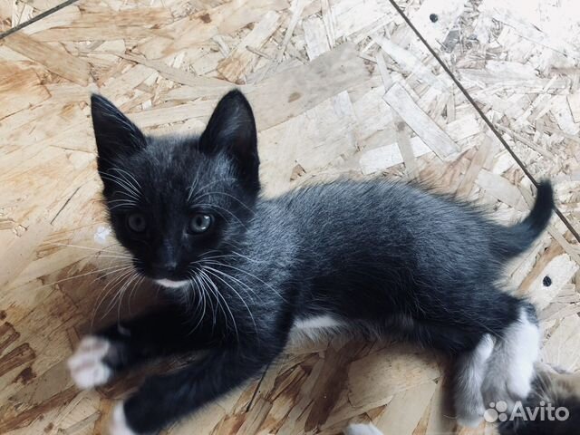 Котята в добрые руки бесплатно черные мальчики