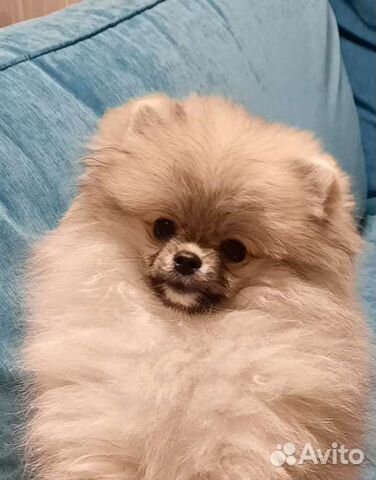 Кремовый курносик. Документы ркф, клеймо, привит