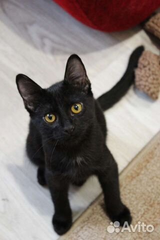 Кошки в добрые руки бесплатно