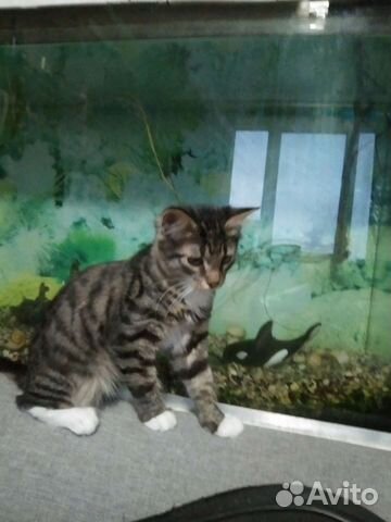 Котенок в дар бесплатно