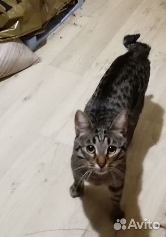Активный котик 1год