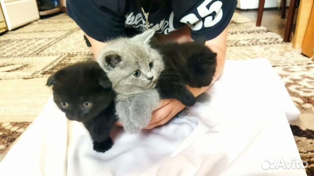 Британские и шотландские котята 1.5месяца