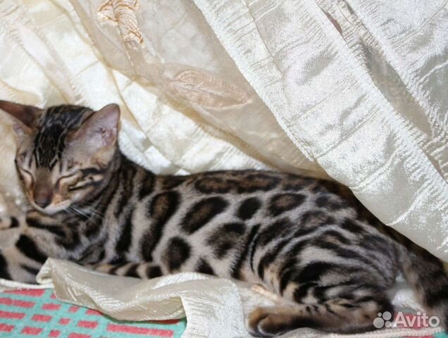 Бенгальские котята