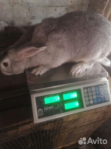 Крол на племя