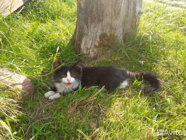 Чарлик-в дар