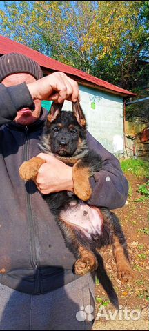 Высокопородные щенки с документами РКФ
