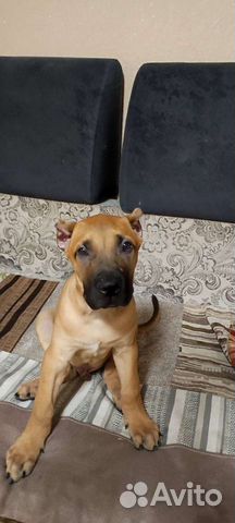 Пресса канарио (канарский дог)