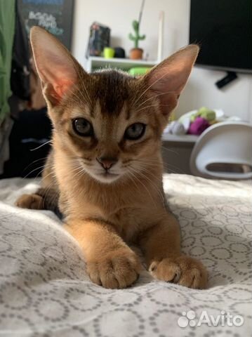 Абиссинские котята