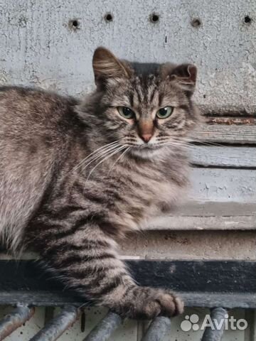 Найдена кошка