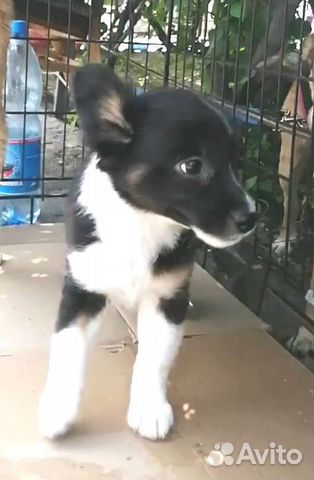 Щенок малорослой собаки в добрые руки