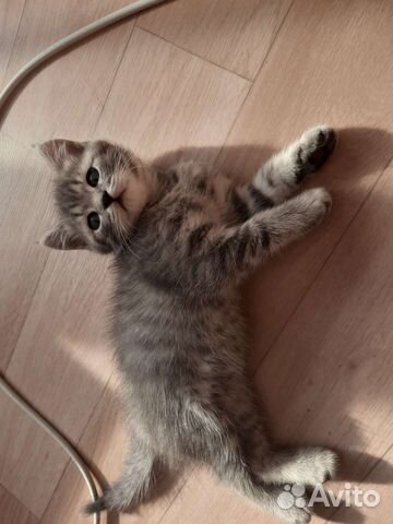 Котенок мальчик бесплатно