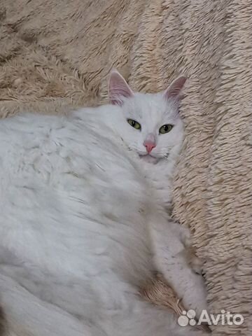 Кошка в дар