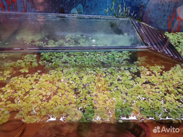 Верхоплавка. Пистия