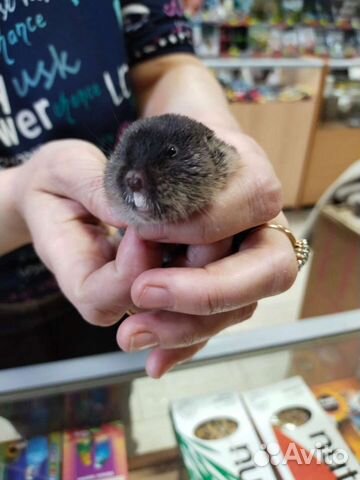 Восточные слепушонки