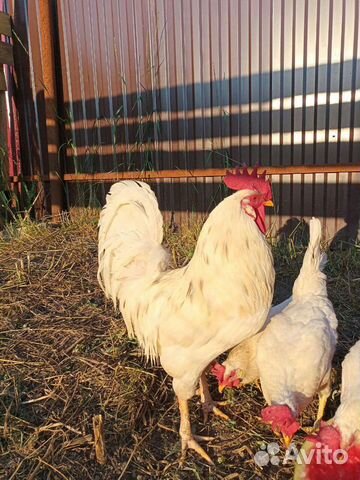 Куры несушки