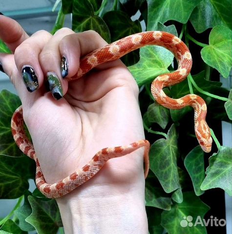 Змея маисовый полоз