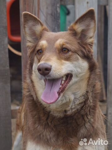 Нюша ищет дом