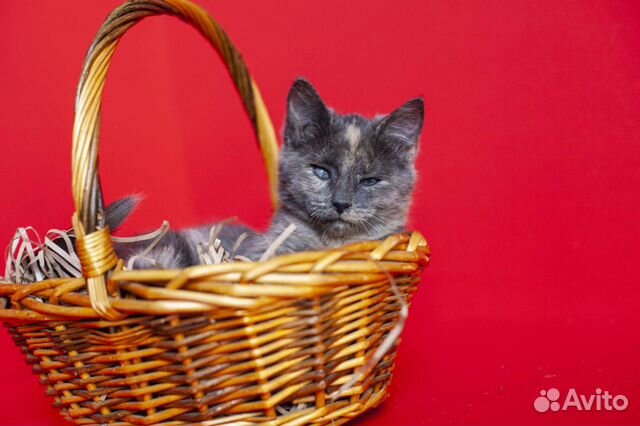 Котенок в дар бесплатно
