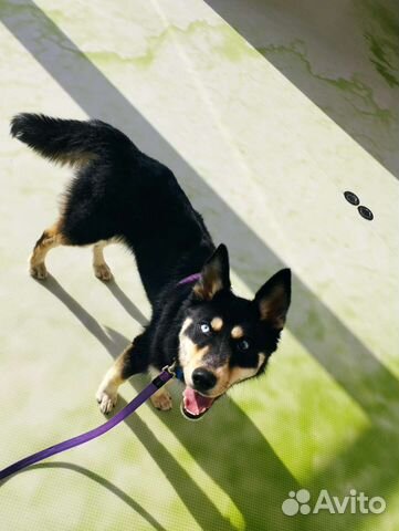 Ками в поисках дома