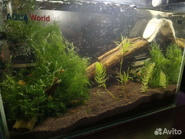 Аквариум с креветками