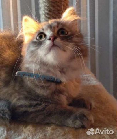 Сибирский котенок девочка