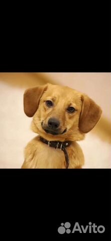 Собачка Ёлка ищет дом