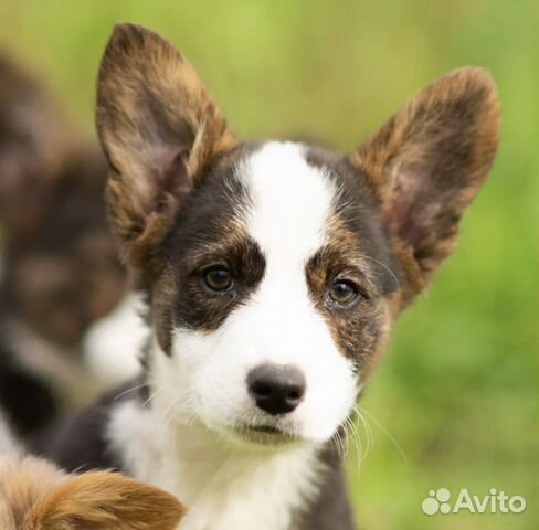 Сладкий коржик кардиган Ванечка