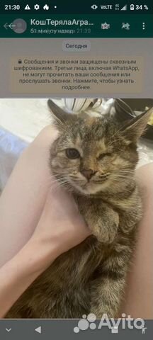 Ищем домашнюю кису Люсю- одноглазика