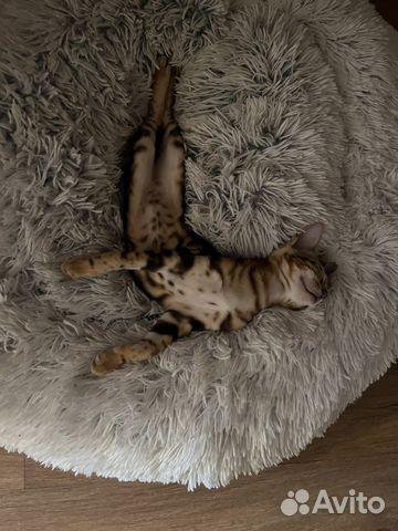 Бенгальские котята с документами