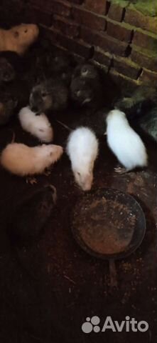 Нутрии на племя