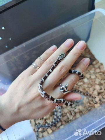 Ручной массовый полоз