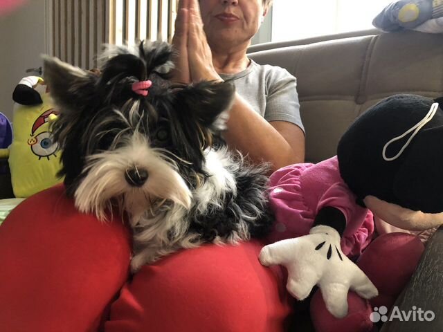 Бивер девочка