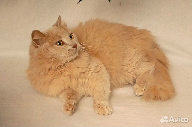 Анвар в добрые руки