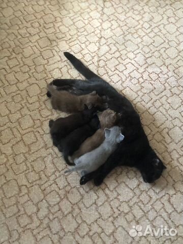 Домашние животные котята