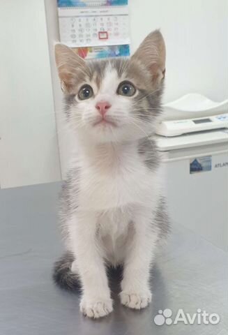 Котёнок хочет домой
