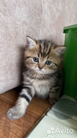 Британские котята