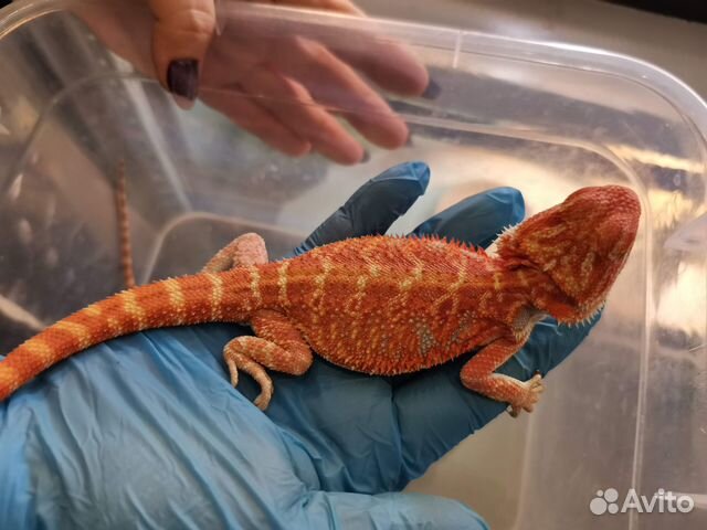 Красные агамы, подростки 3-5 месяцев