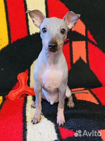 Американский голый терьер щенки