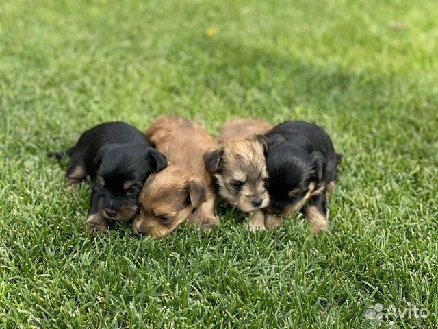 Продам щенков йоркширского терьера