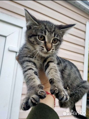 Котенок замерзает на дачах