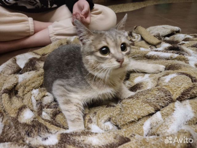 Кошку в хорошие руки