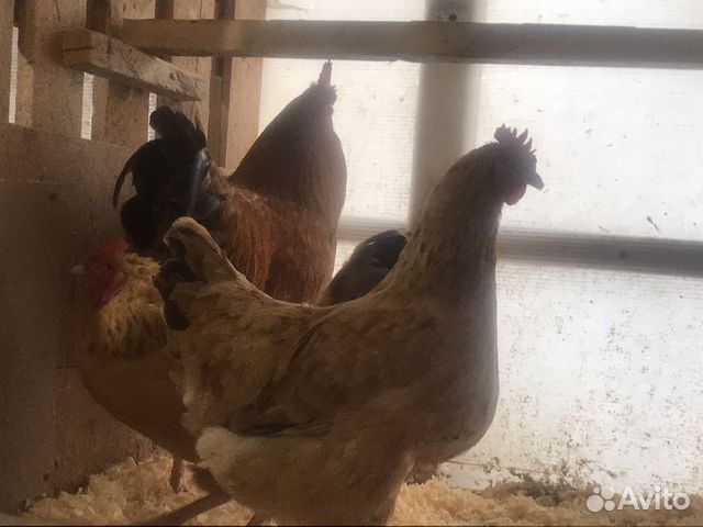 Семья кур кученские 1,5 годовалые