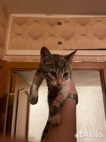 Котёнок 3.5мес