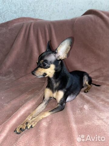 Той-терьер вязка мальчик